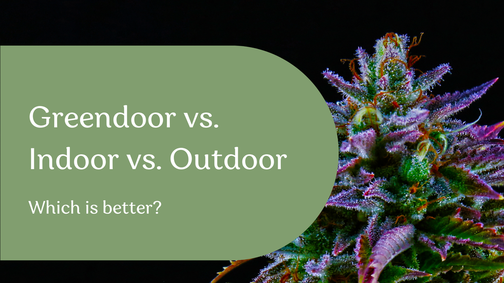 Greendoor vs Indoor vs Outdoor: Which Is better? – Hey Bud SA
